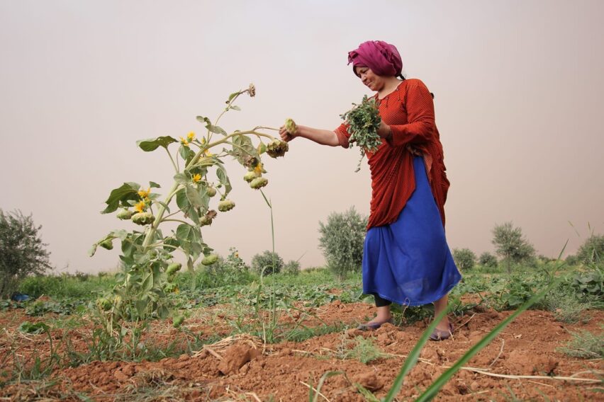 Revolutionary Cooperatives in Rojava: Reimagining Justice and Ecology ...
